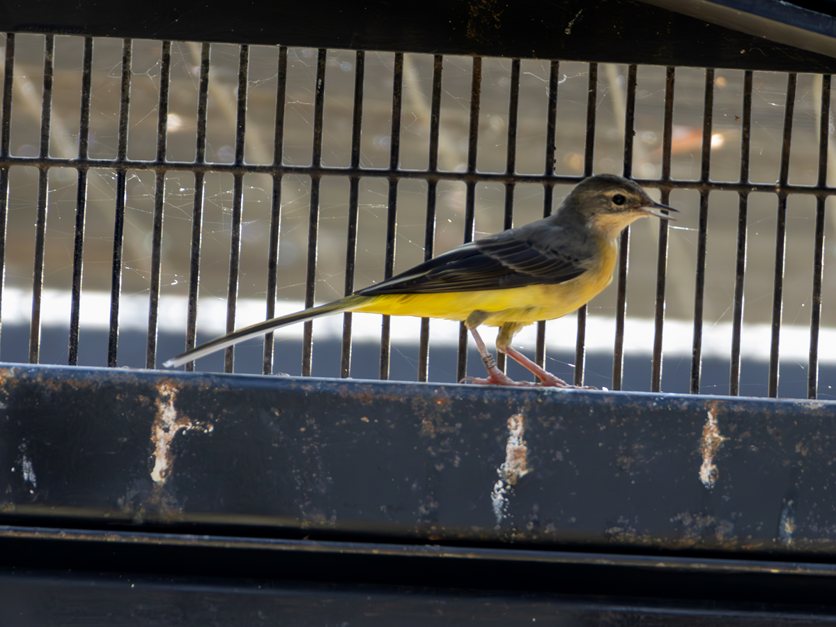 Grey Wagtail – Pinola Aviary