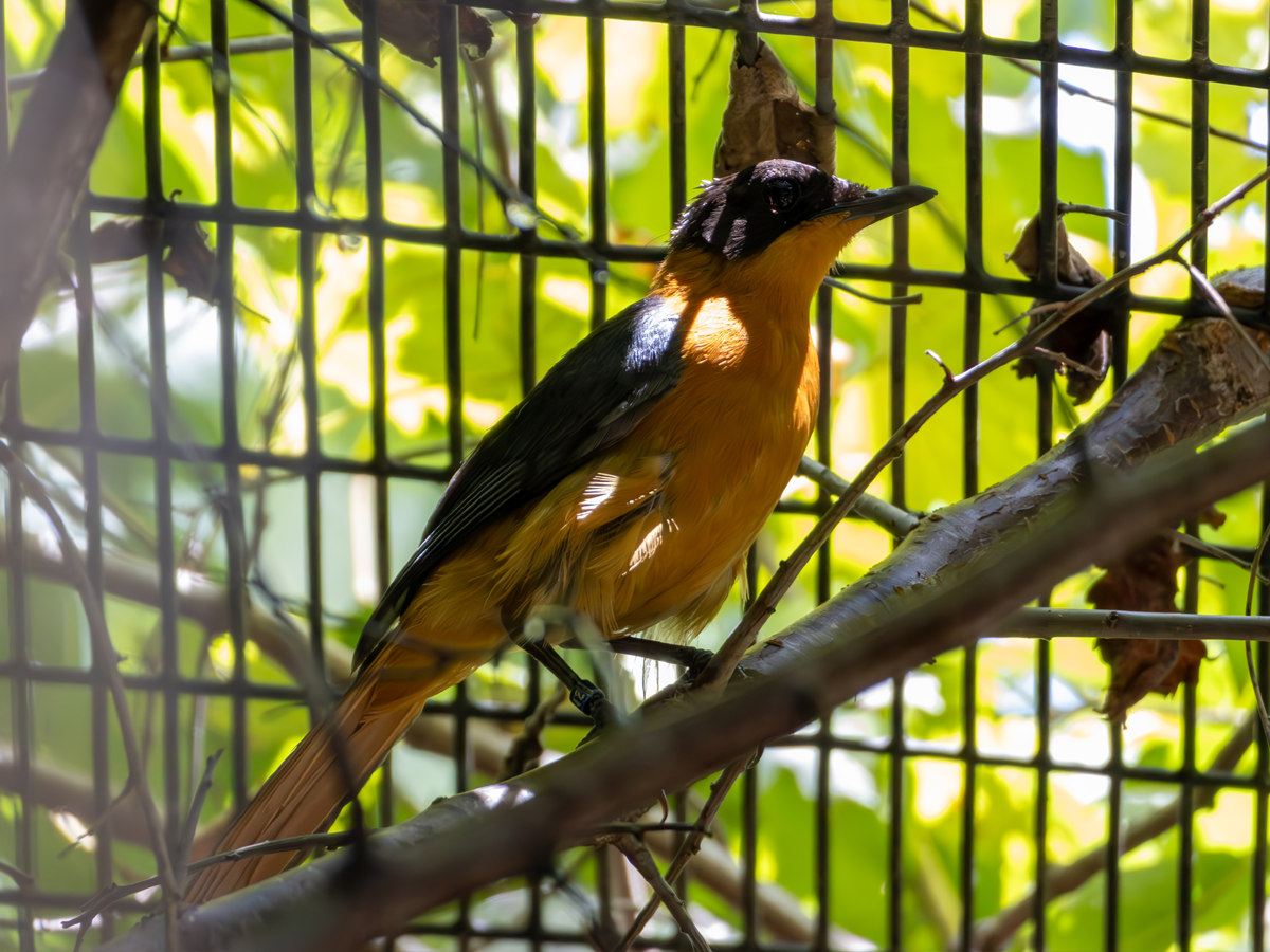 Snowy-Crowned Robin-Chat – Pinola Aviary