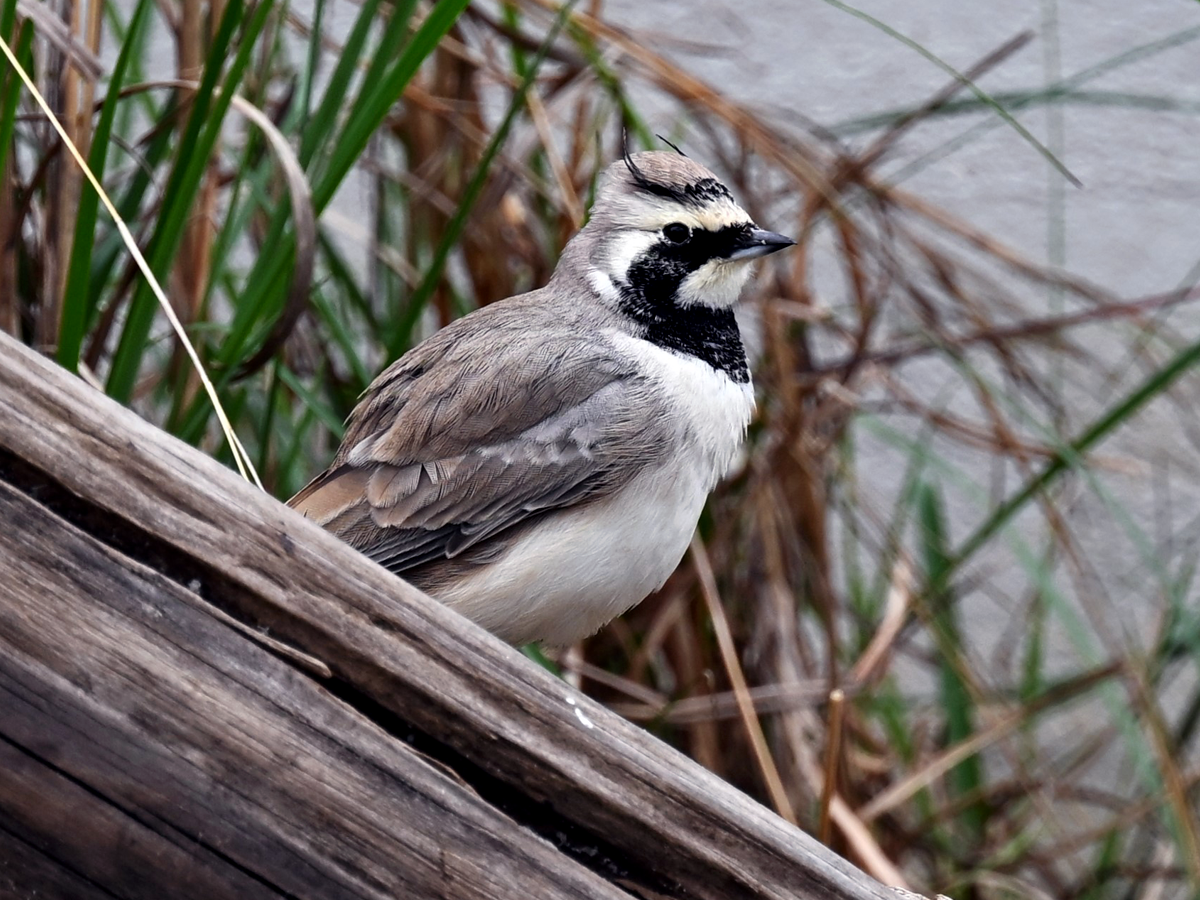 Temminck's Lark – Pinola Aviary