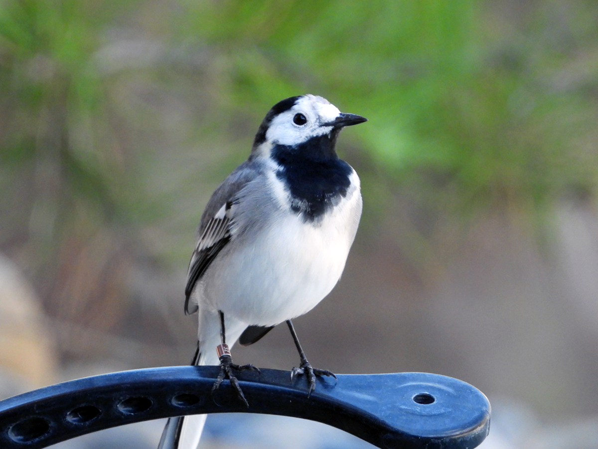 White Wagtail – Pinola Aviary